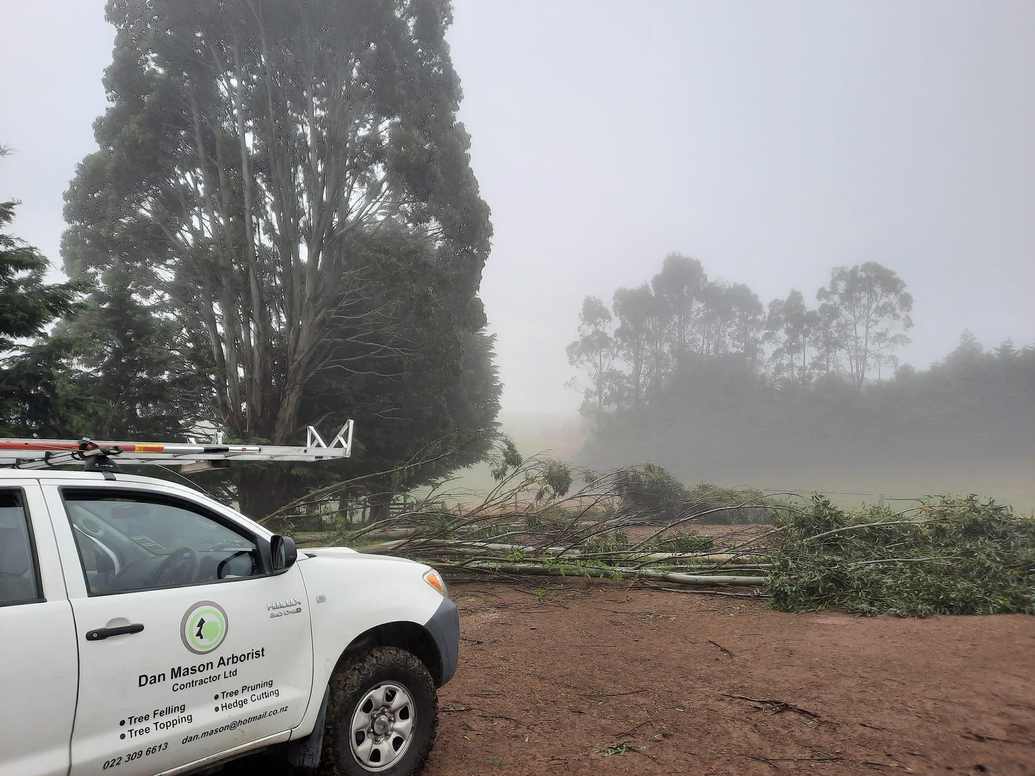 Tree Cutting & Hedge Projects - DM Tree Services Ltd